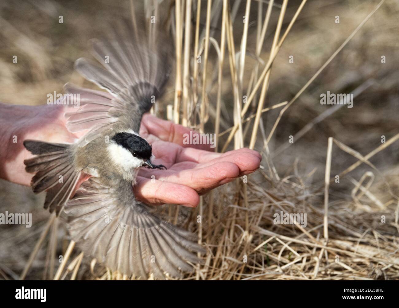 Fly, tit, fly. Marsh titmouse (Parus palustris) on the hand of a man ...