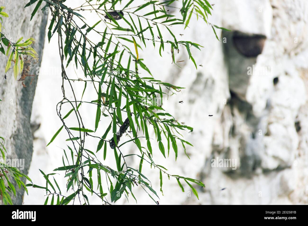Earthen wild bees swarm or nest (beehive) in a rock, bees foraging ...