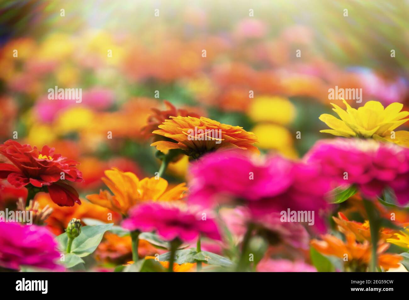 Marigolds and other northern ornamental flowers grow in flower beds in ...
