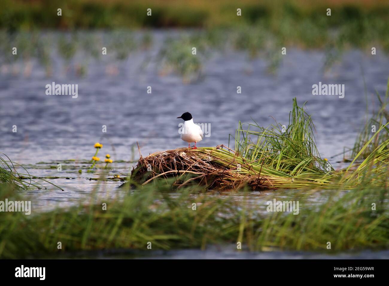 Little Gulls (Larus minutus) set near the nest in the nest habitat ...