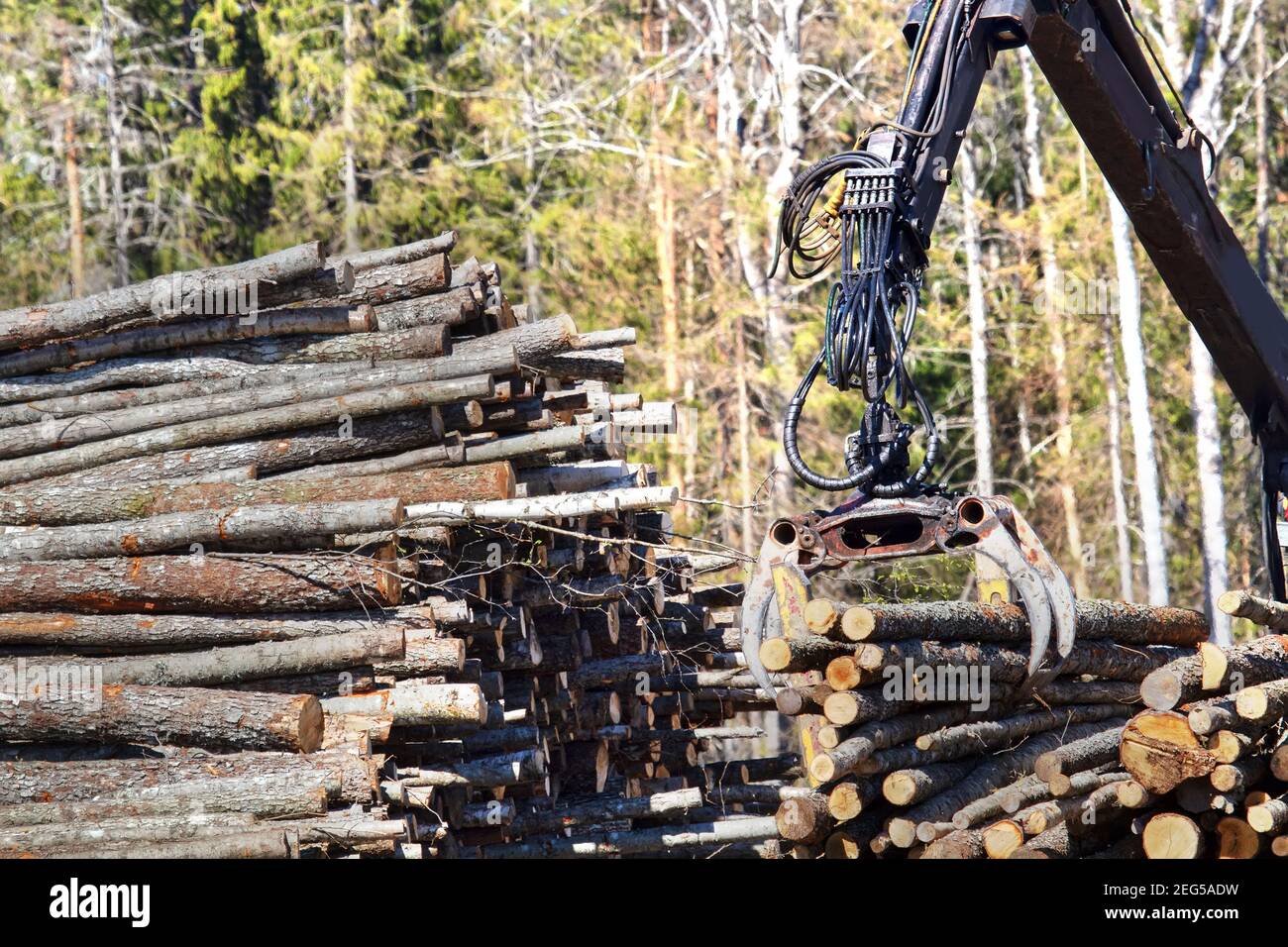 Forest industry. Operations for loading-unloading logging truck at ...