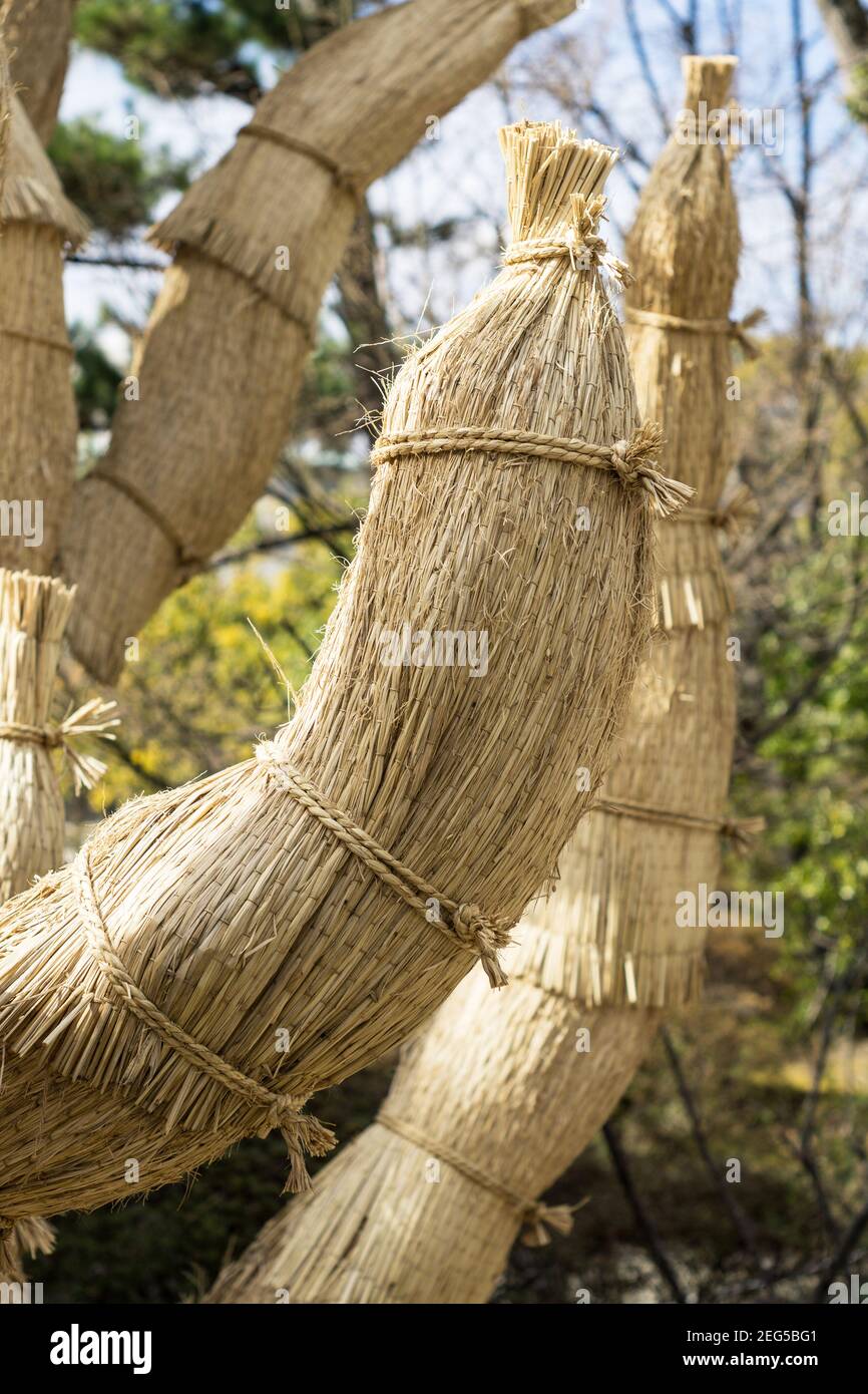 Japanese tree protection hi-res stock photography and images - Alamy