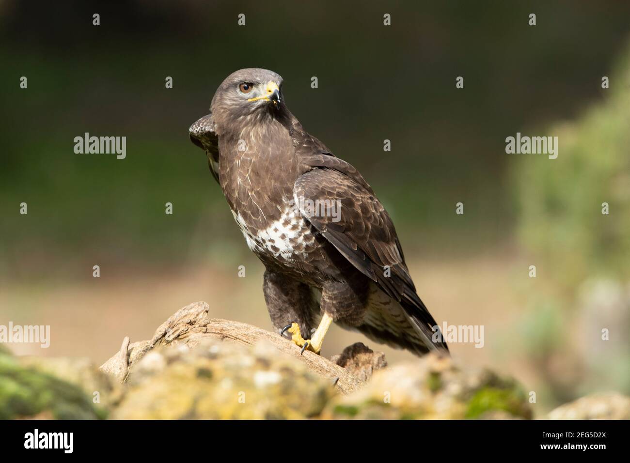 Common buzzard with the last light of day in a forest of oak and pine ...