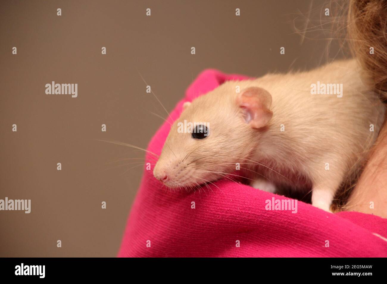 The female hand up holds a house rat. Little white rat in a woman's ...