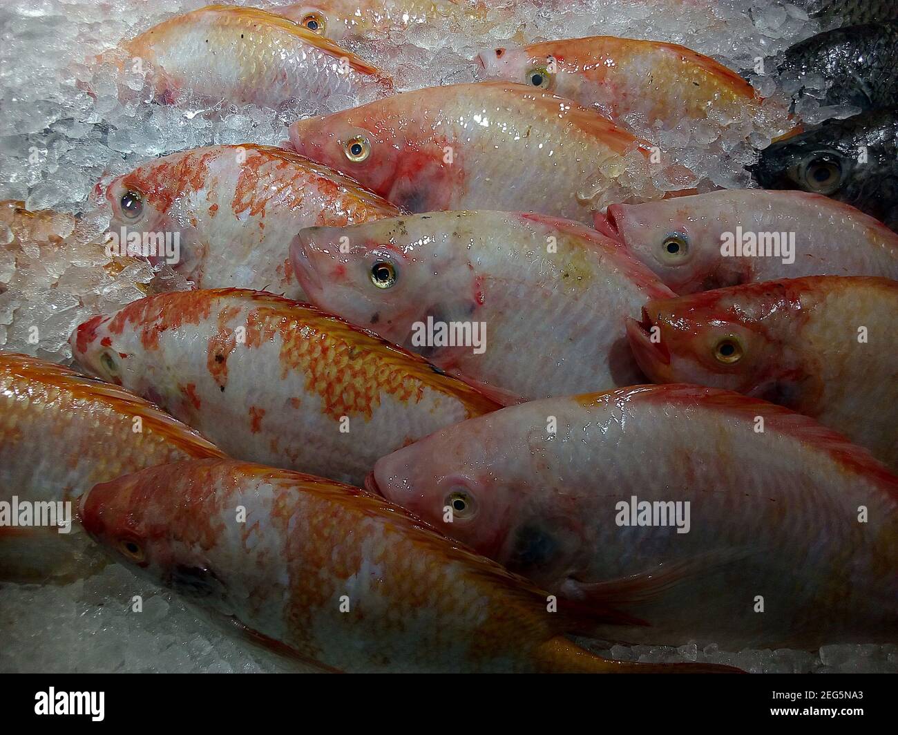 fish on ice background thailand , Pomegranate fish , tilapia fish Stock ...