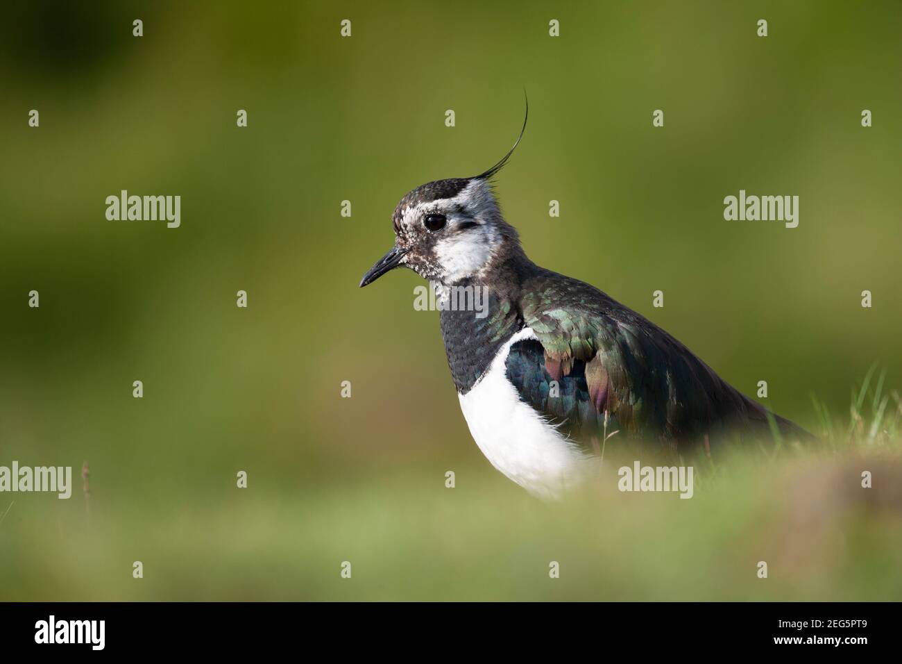 Lapwing peewit bird hi-res stock photography and images - Alamy