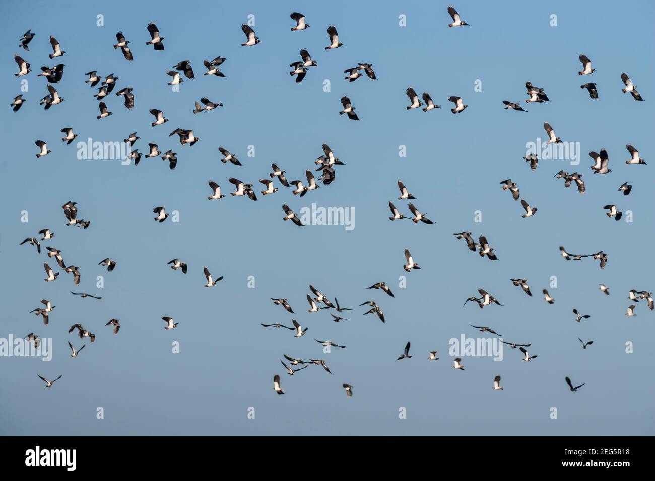 Lapwing peewit bird hi-res stock photography and images - Alamy