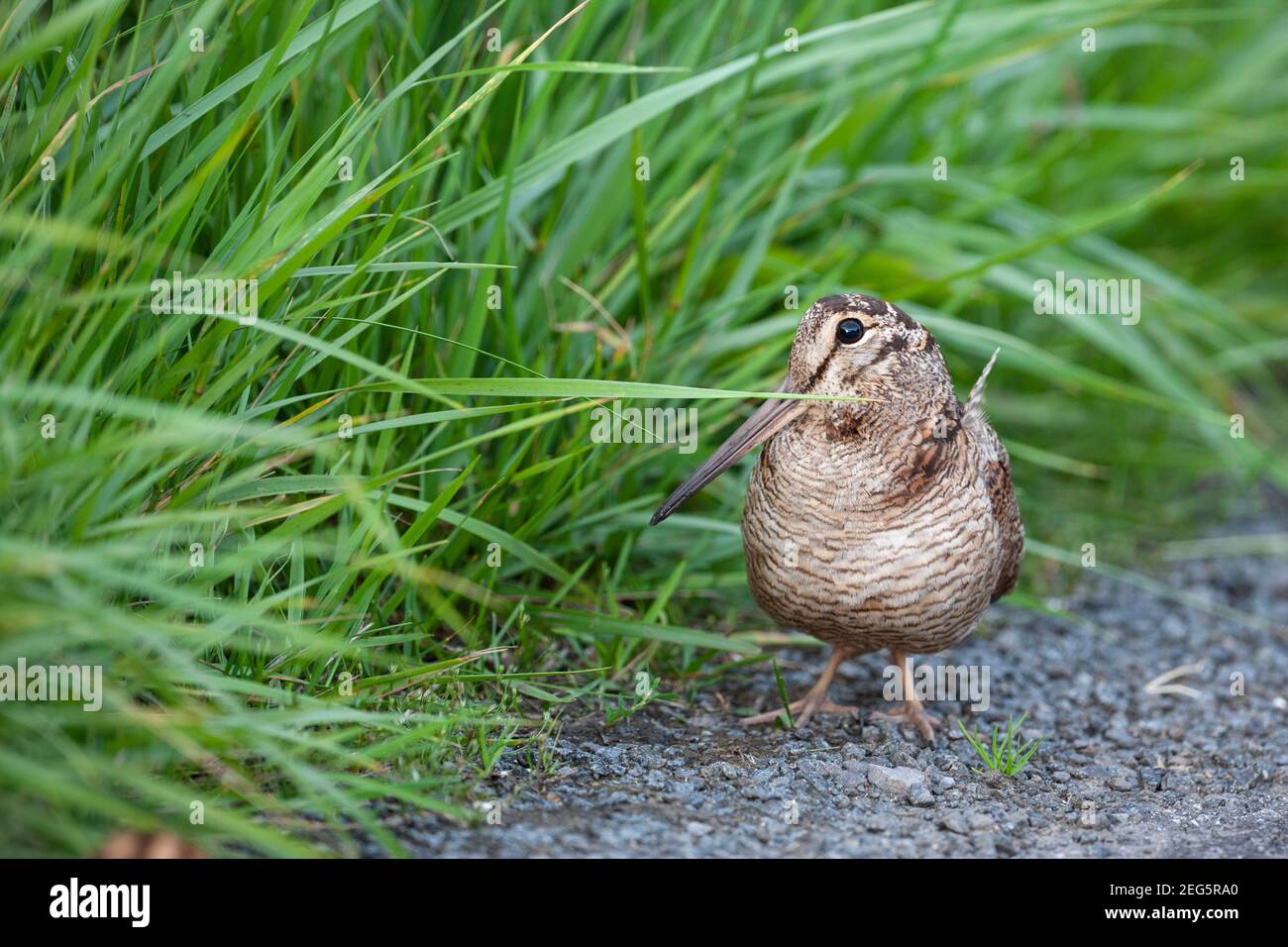 Scolopax rusticola moorland hi-res stock photography and images - Alamy