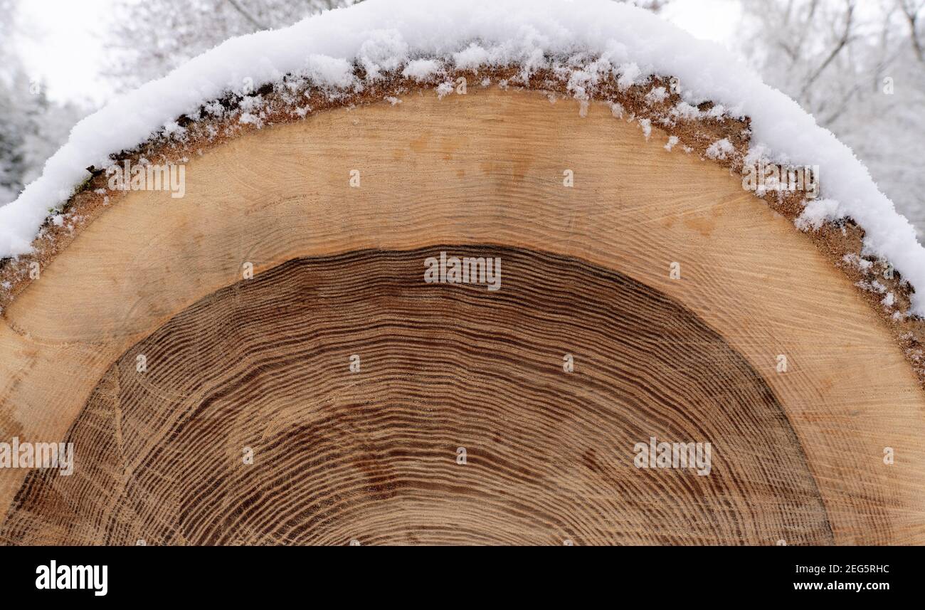 Sawn core of wood hi-res stock photography and images - Alamy