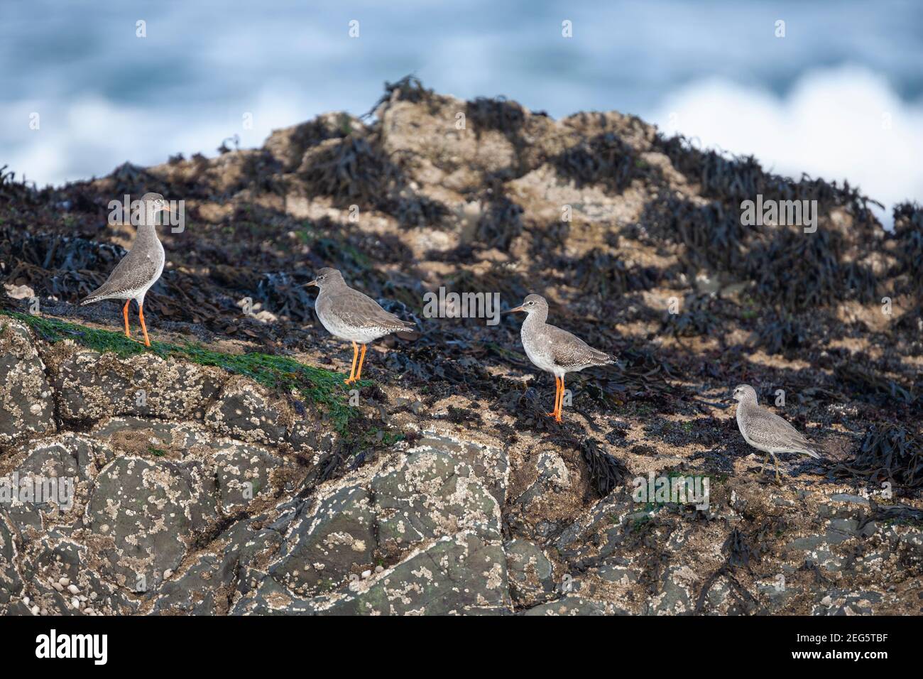 Tringa totanus charadriiformes hi-res stock photography and images - Alamy