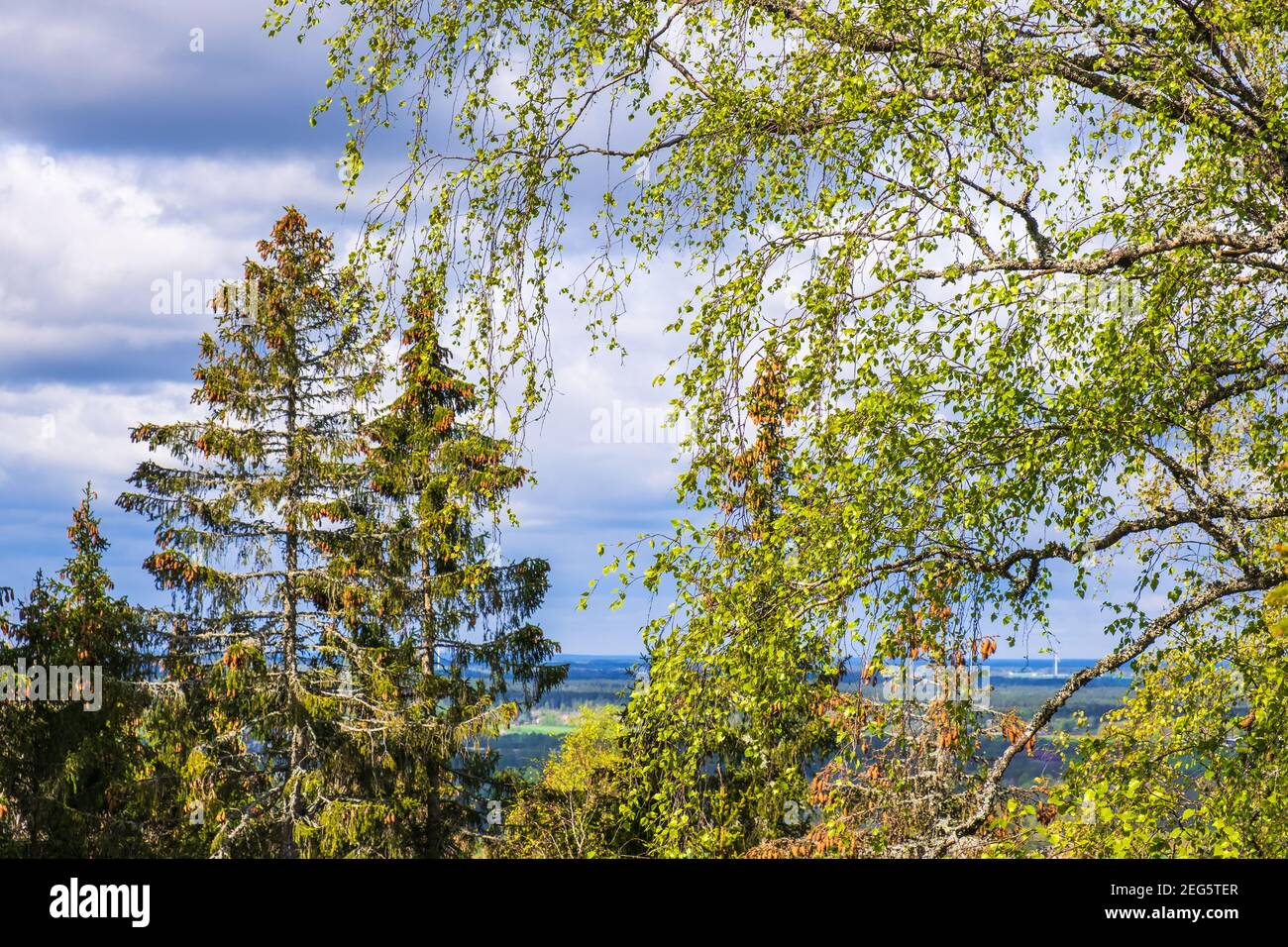 Landscape view with hanging tree branches Stock Photo - Alamy