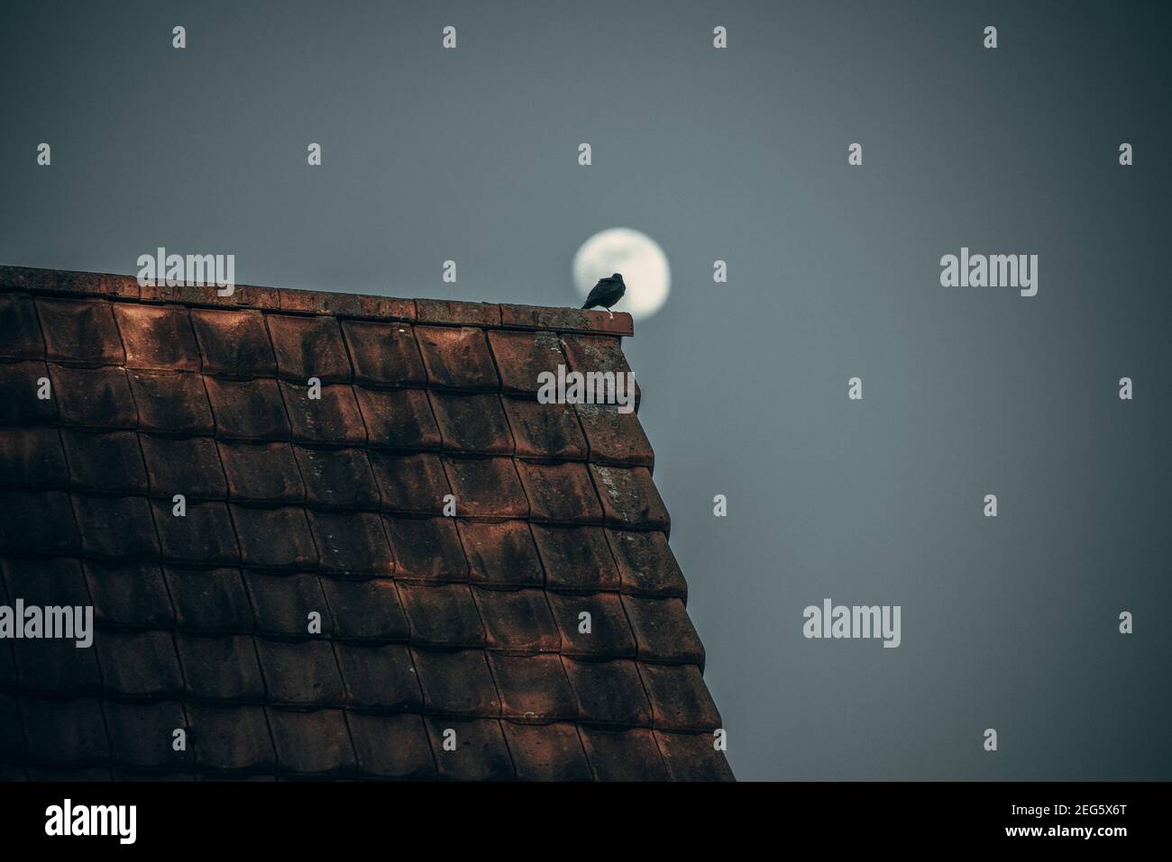 Raven with moon hi-res stock photography and images - Alamy