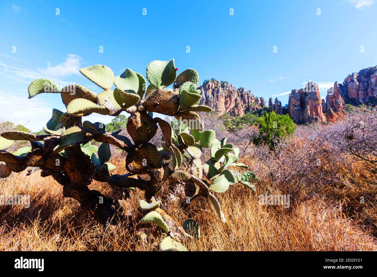 Cactus fields in Mexico, Baja California Stock Photo - Alamy