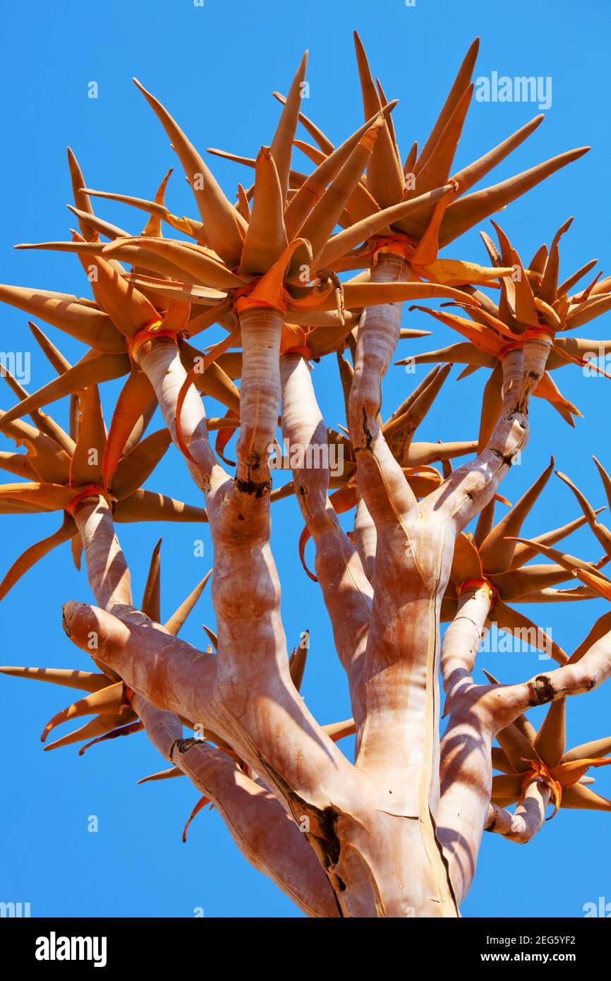 Quiver tree in african desert. Namibia, Africa Stock Photo - Alamy