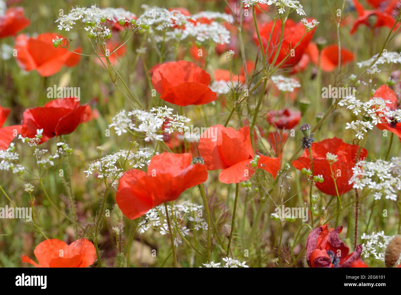 Common Poppies, Poppy Field, Papaver somniferum, & Cow Parsley ...