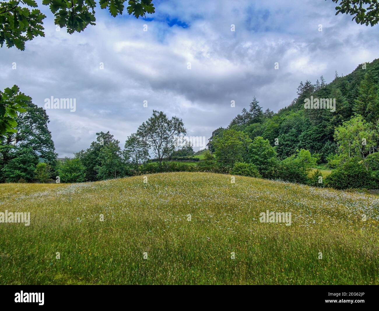 A sloping flower meadow in the English Lake District Stock Photo - Alamy