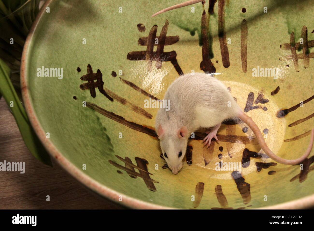 Funny brown rat are sitting on a large clay pot. The fancy rat is the ...