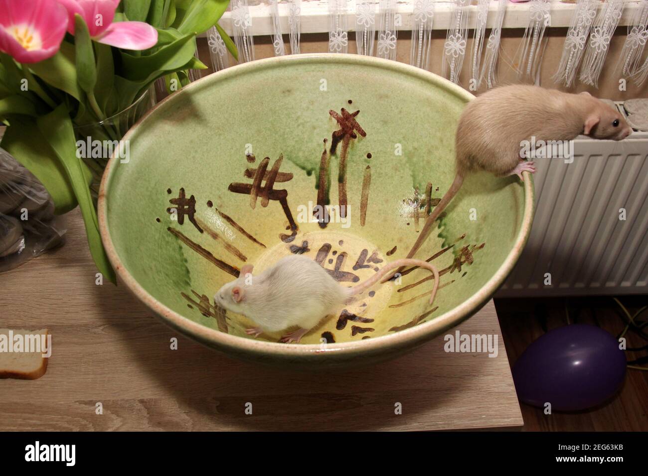 Funny brown rat are sitting on a large clay pot. The fancy rat is the ...