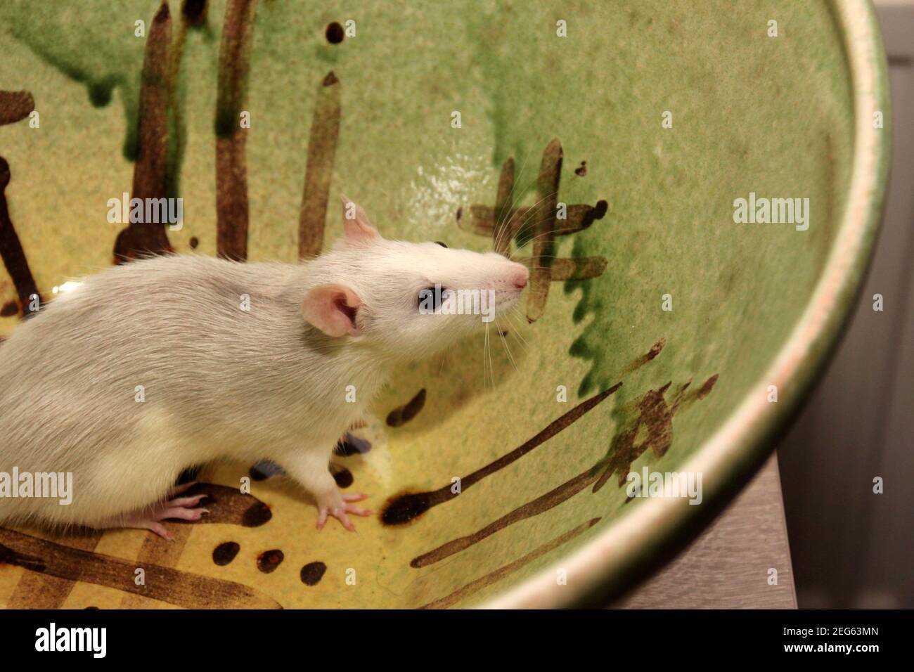 Funny brown rat are sitting on a large clay pot. The fancy rat is the ...