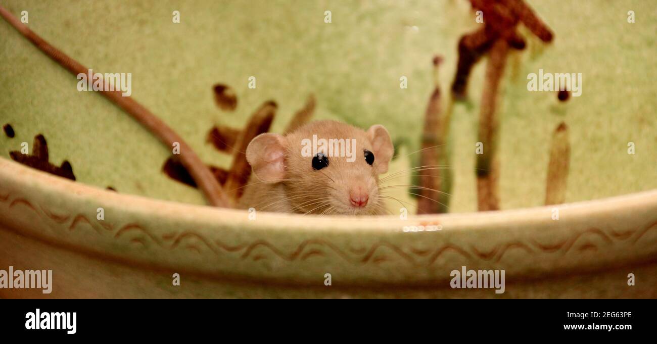 Funny brown rat are sitting on a large clay pot. The fancy rat is the ...
