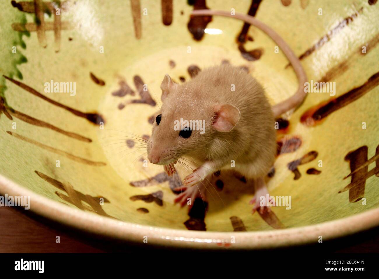 Funny brown rat are sitting on a large clay pot. The fancy rat is the ...