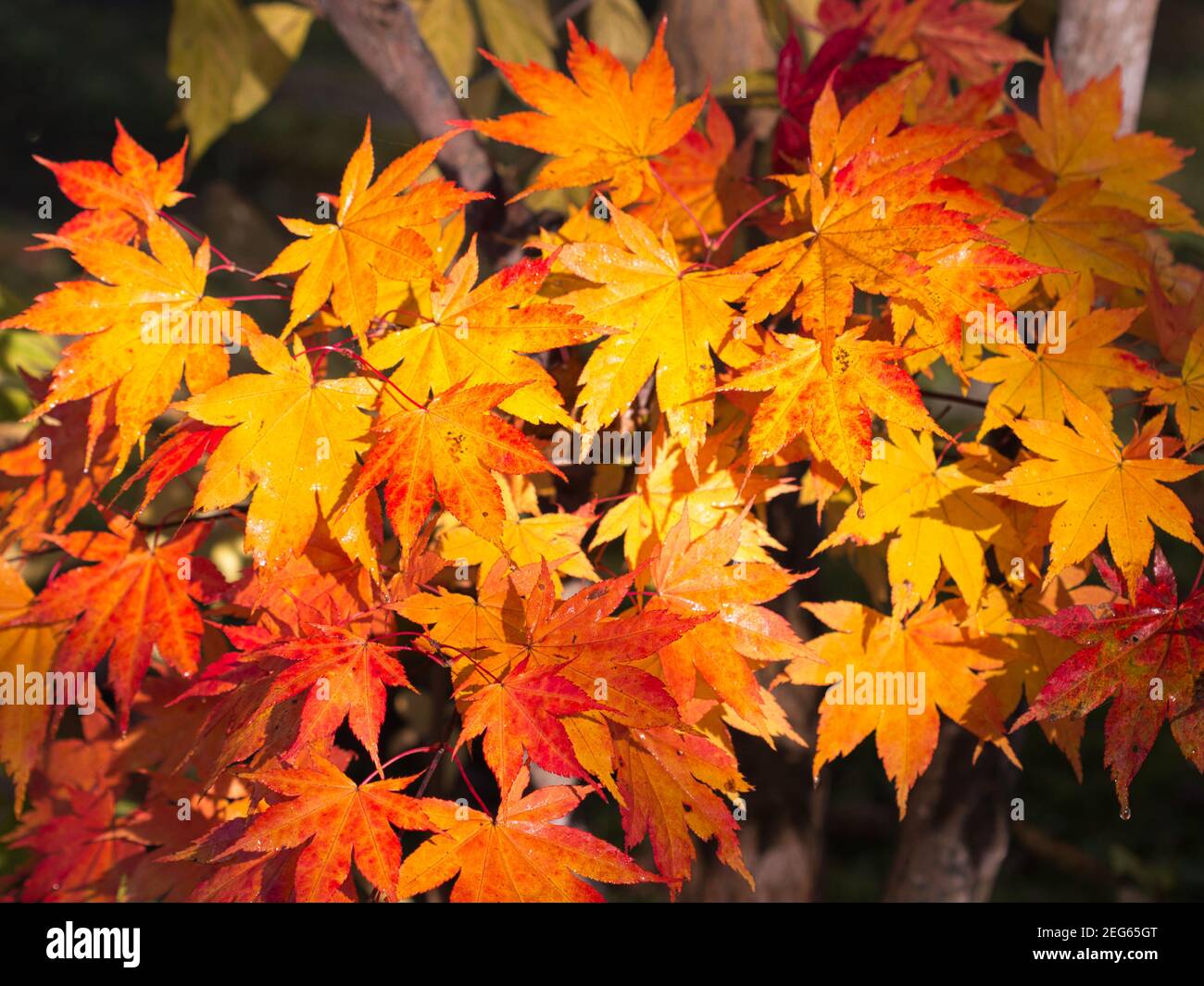 Attractive maple tree hi-res stock photography and images - Alamy