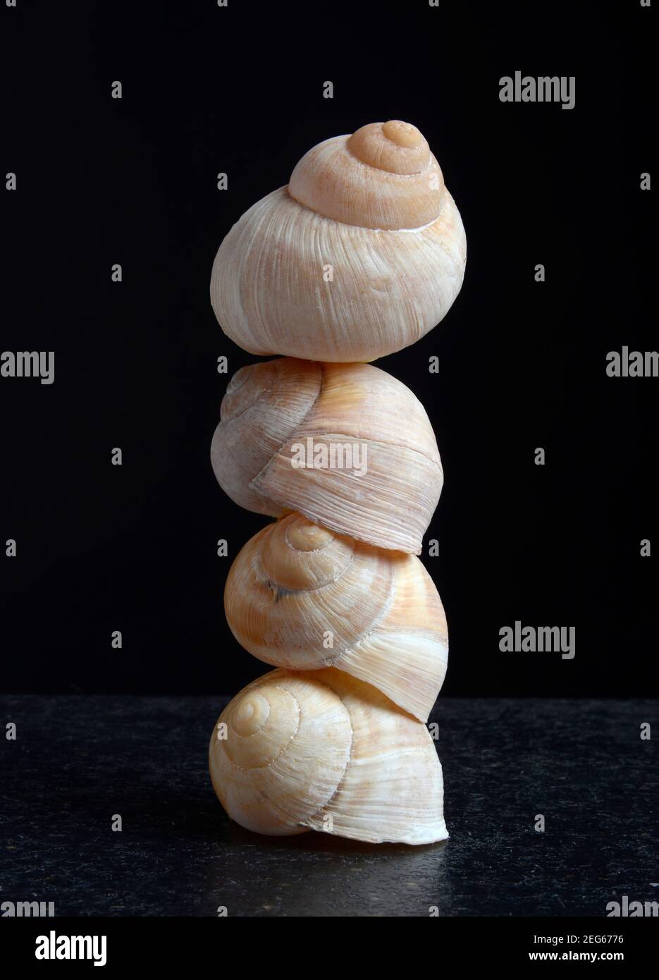 Dark shells hi-res stock photography and images - Alamy