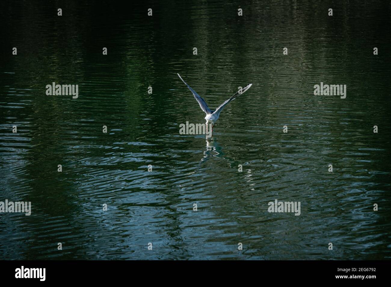 Flying seagull with reflection on lake hi-res stock photography and ...