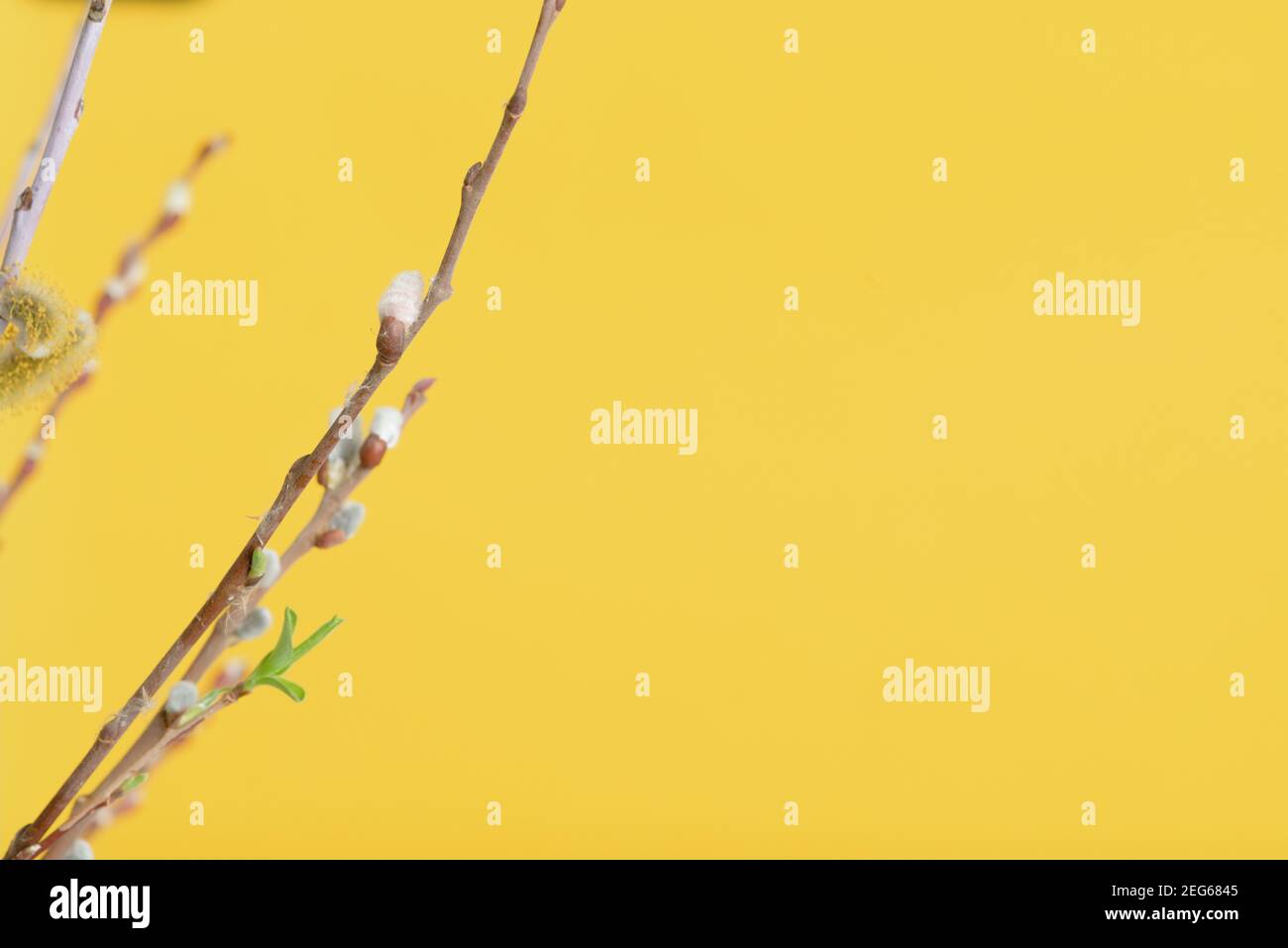 willow branches with inflorescences and green leaves on a yellow ...
