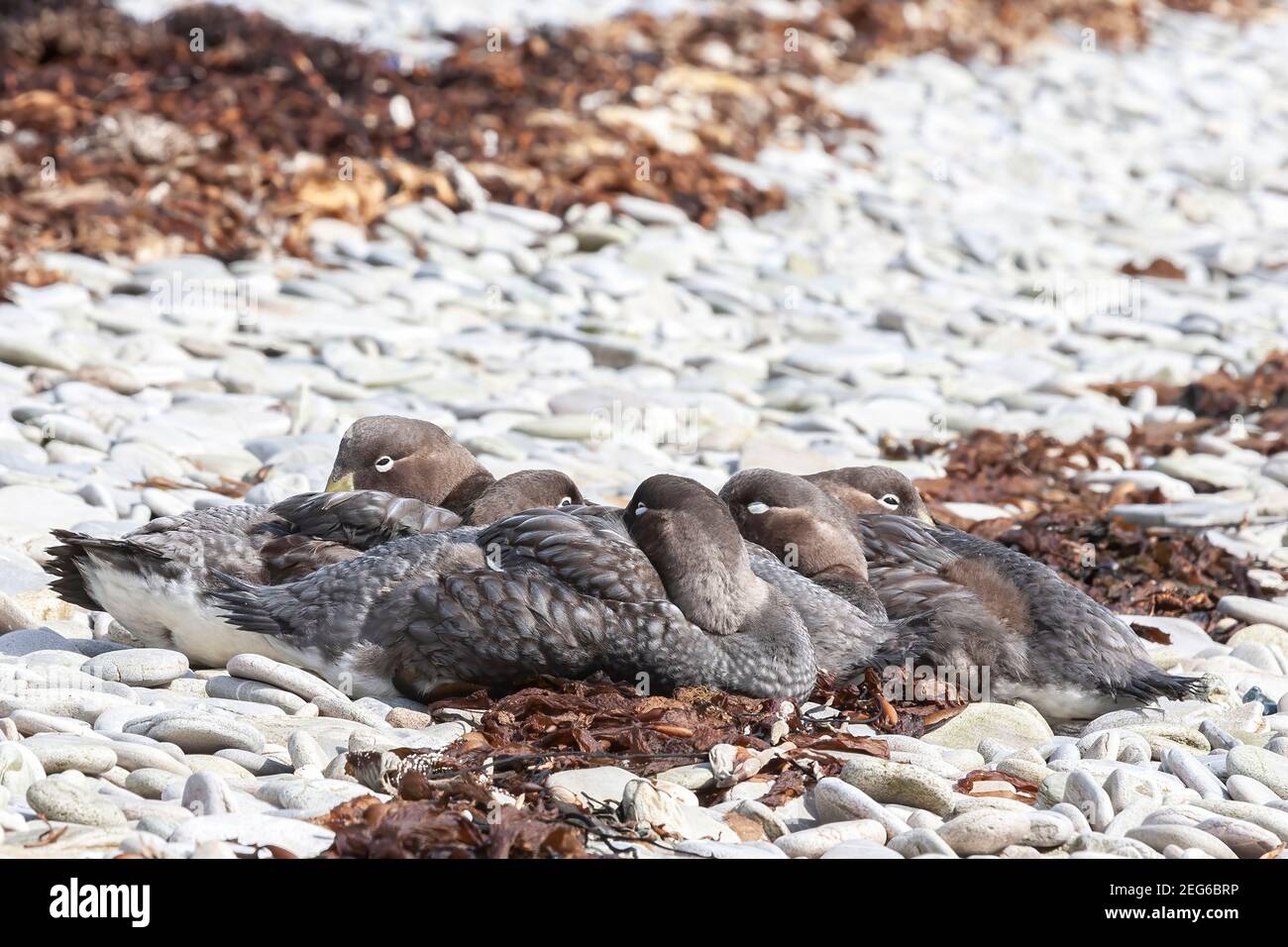 Falkland steamer duck, Tachyeres brachypterus, several ducklings ...