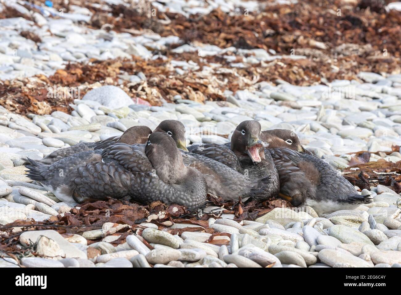 Falkland steamer duck, Tachyeres brachypterus, several ducklings ...