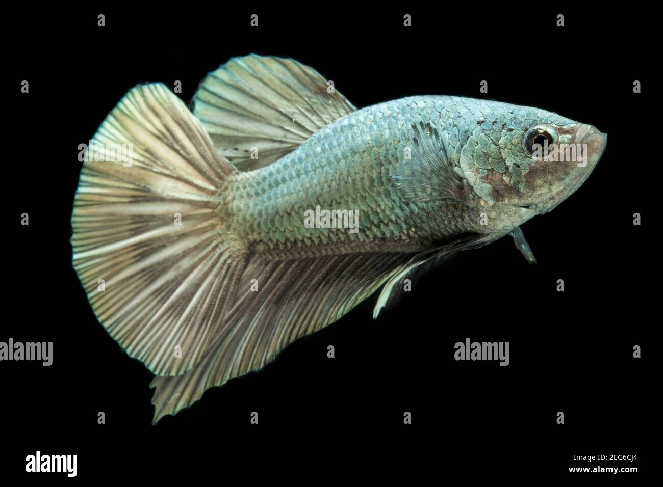 Betta fish solid cooper Halfmoon siamnese Fighting Fish Splendens ...