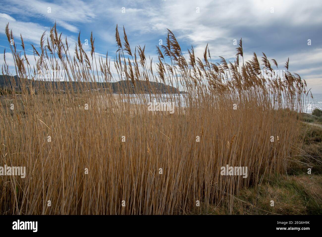 Stubble in a riverbank at Legrena beach,Greece Stock Photo - Alamy