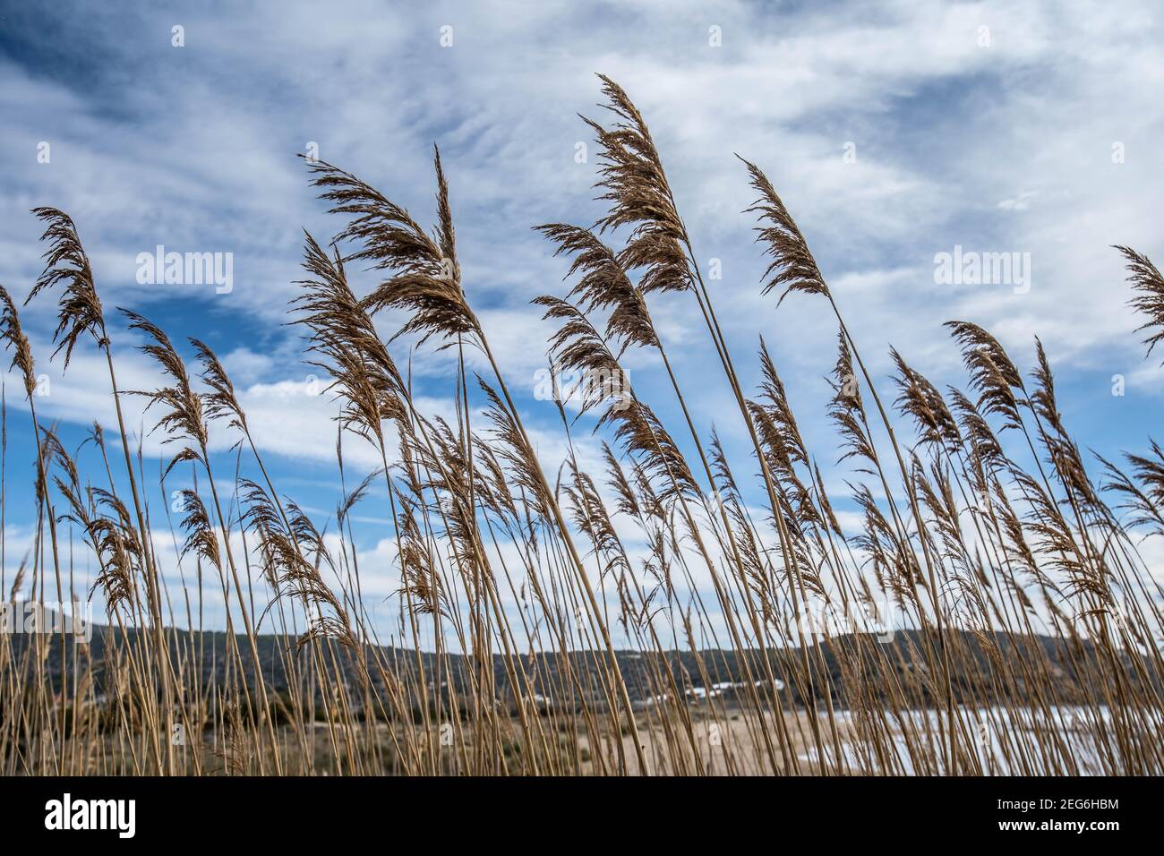 Stubble in a riverbank at Legrena beach,Greece Stock Photo - Alamy