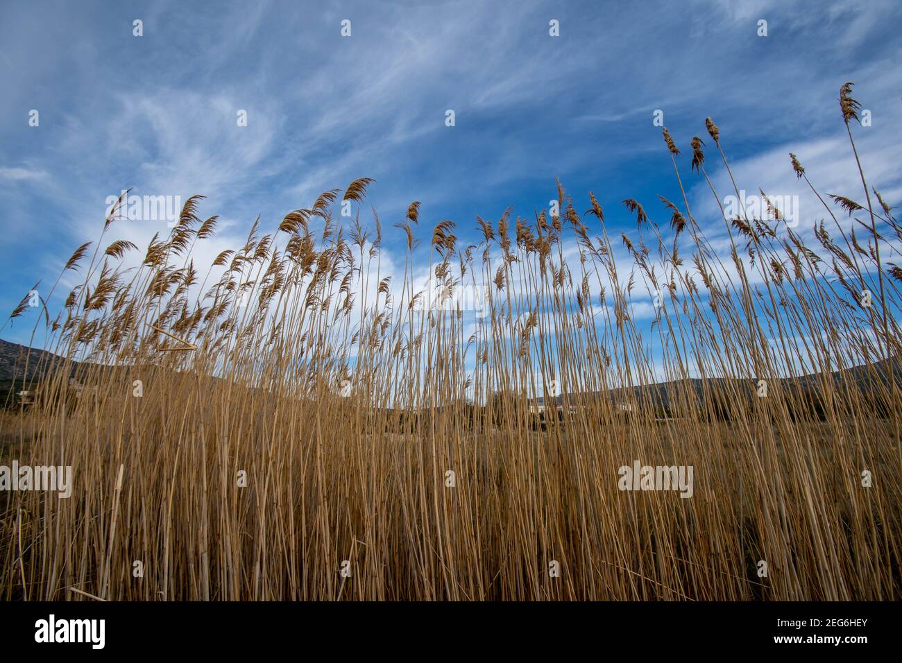 Stubble in a riverbank at Legrena beach,Greece Stock Photo - Alamy