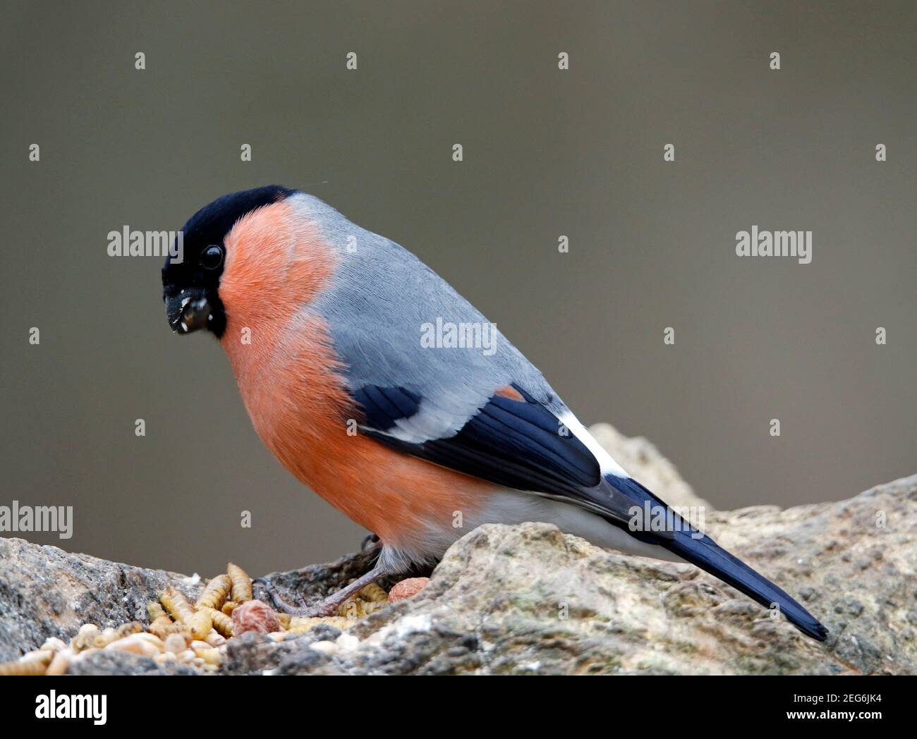 Bullfinch uk hi-res stock photography and images - Alamy