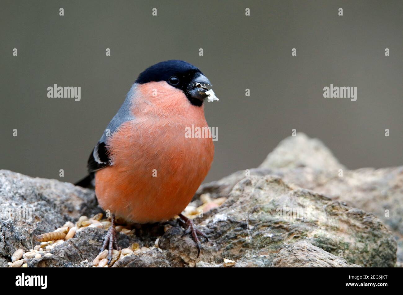Male bullfinch feeding in the woods Stock Photo - Alamy