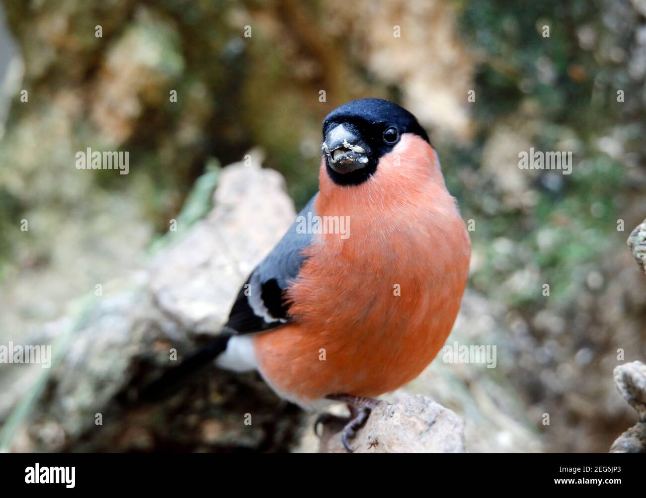 Bullfinch uk hi-res stock photography and images - Alamy