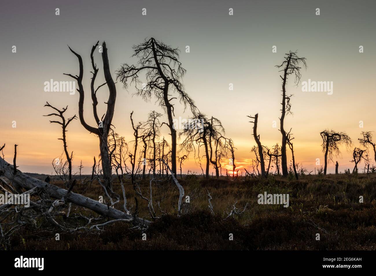 Dead tree silhouette and beautiful landscape trees silhouette hi-res ...