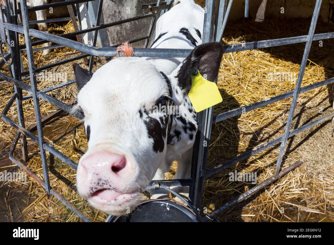 Curious calf in a box Stock Photo - Alamy