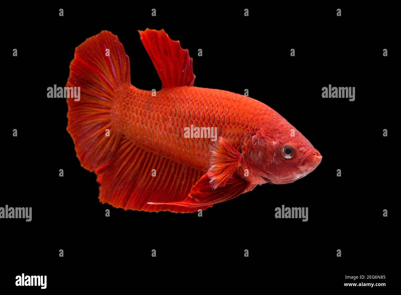 Betta fish super red Halfmoon siamnese Fighting Fish Splendens on black ...