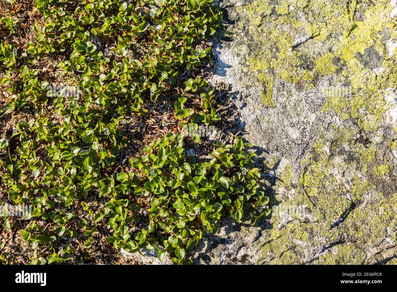 Overgrown stones hi-res stock photography and images - Alamy