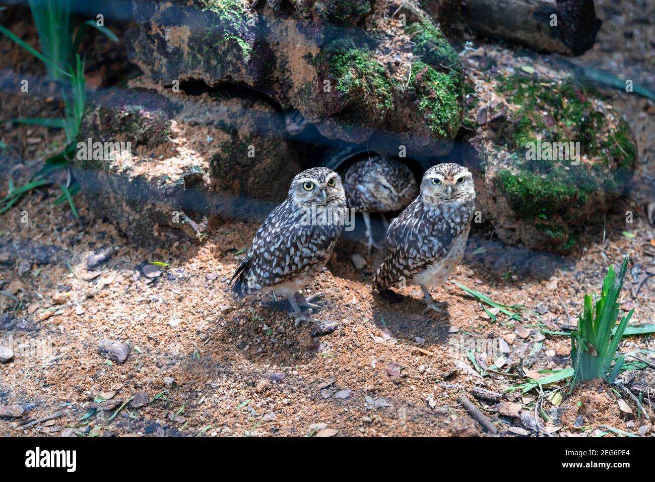 little owl, also known as the owl of Minerva, is a bird that inhabits ...