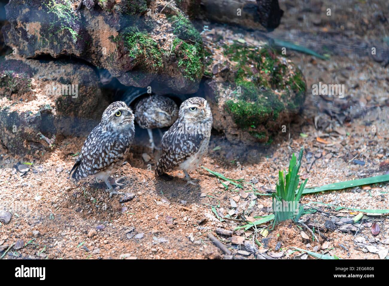 little owl, also known as the owl of Minerva, is a bird that inhabits ...