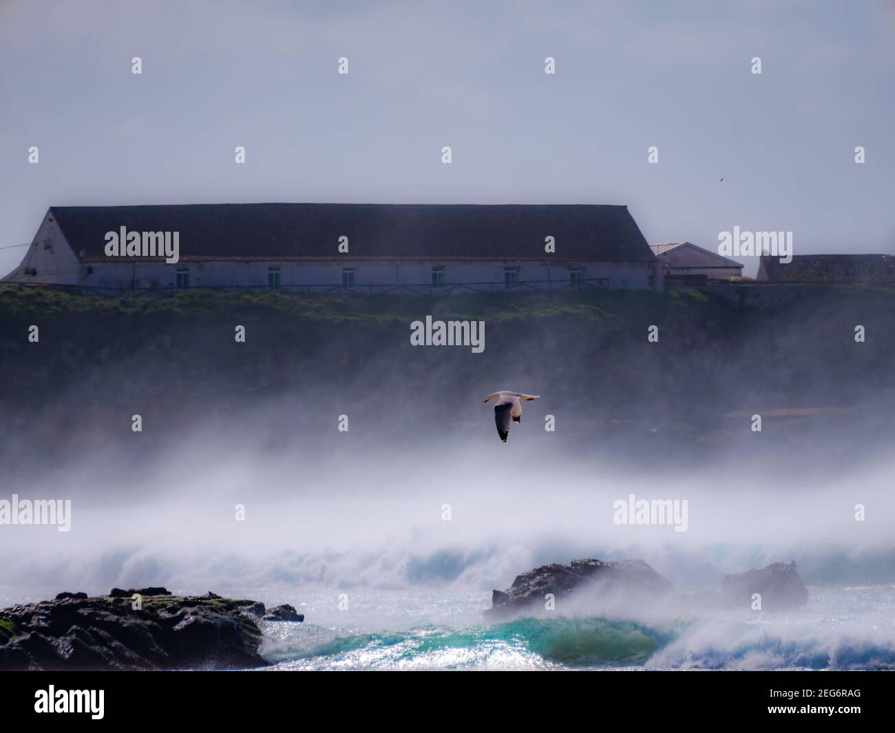 seagull in storm shorebreak Tarifa Stock Photo - Alamy
