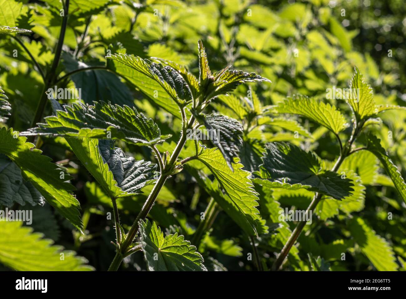 Texture nettle hi-res stock photography and images - Alamy