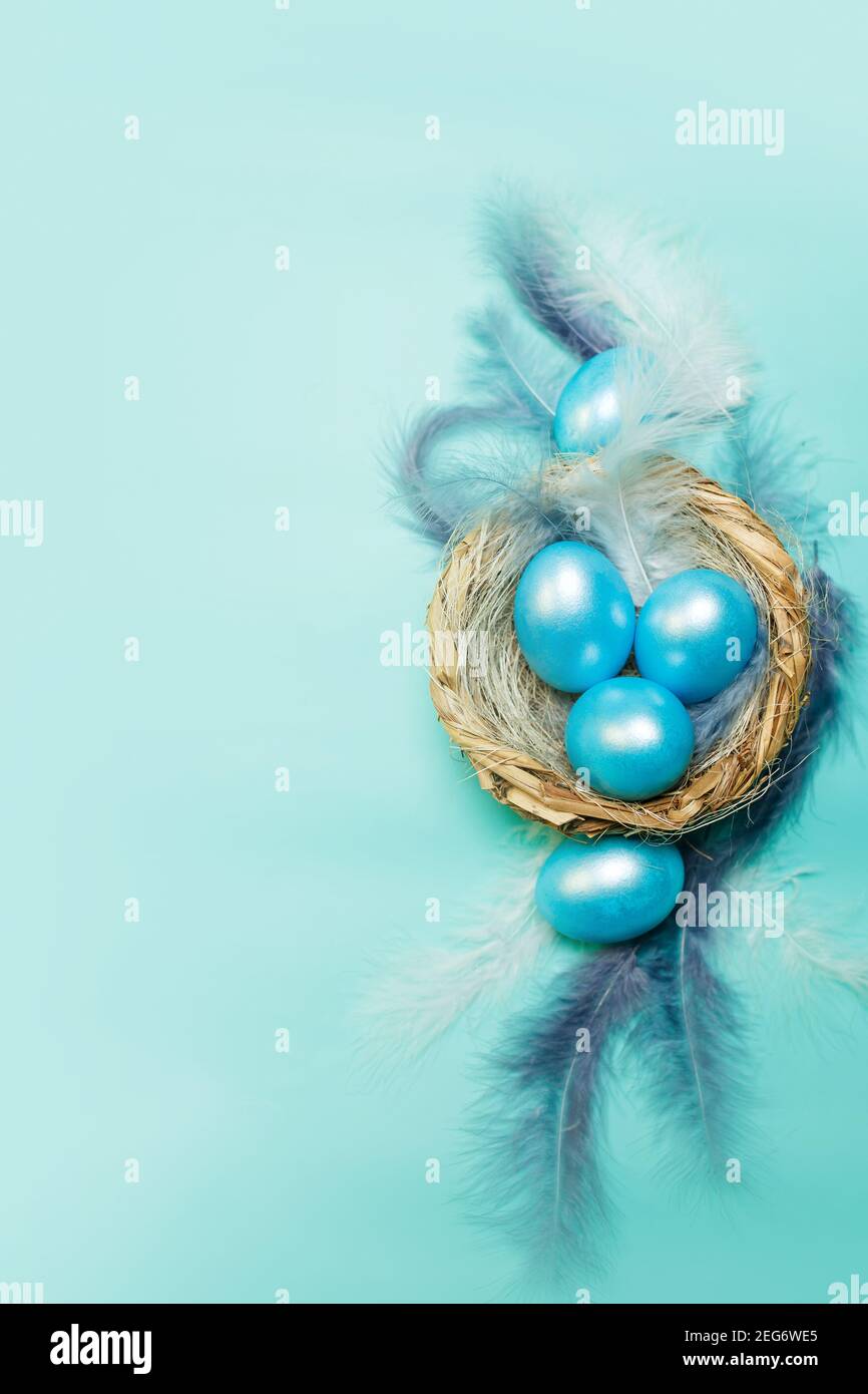 Blue easter background with colored eggs in the nest with feathers, top ...