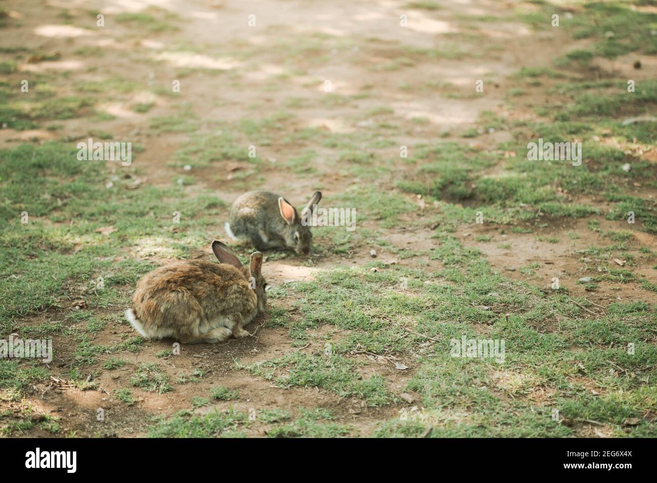 Baby bunnies hi-res stock photography and images - Alamy