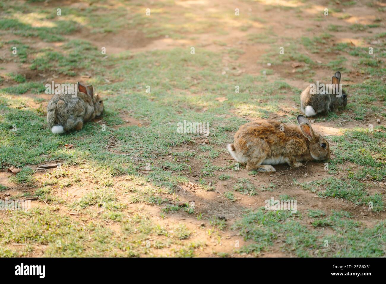 Three sweet little baby rabbits walking on the meadow eating grass ...