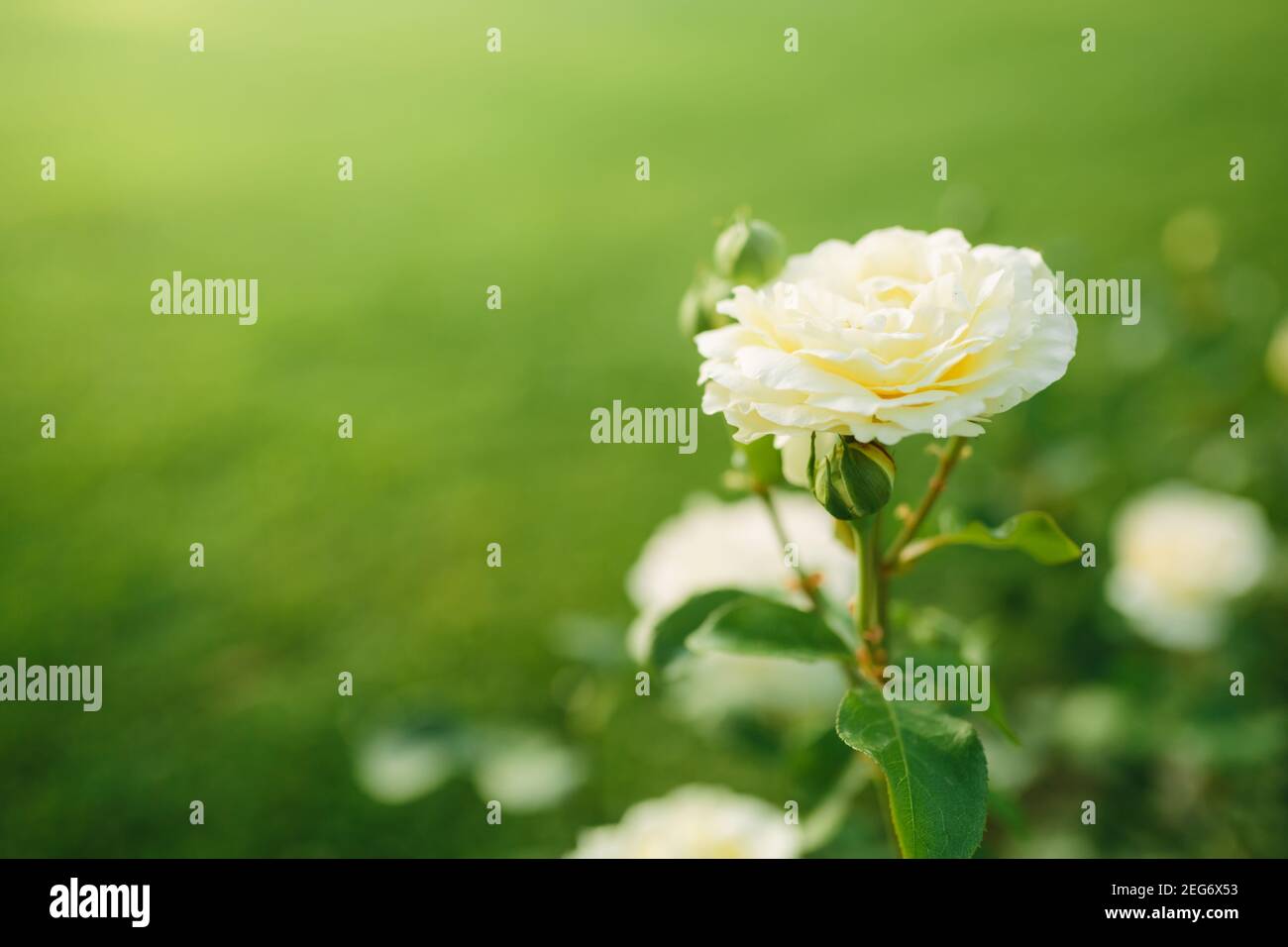 Wonderful white rose flower close-up blooming on bush in the sunset ...